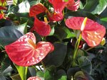 Brembati Fiori (Lombardy, Brescia, Via Stretta, 104), çiçek teslimatı  Brescia'dan