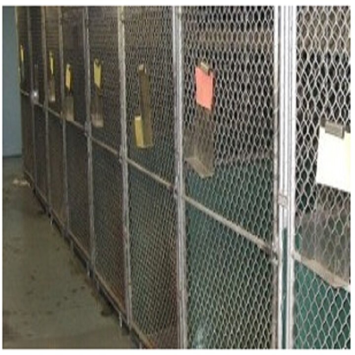 Evcil hayvan kuaförleri Bellingham Animal Hospital, Massachusetts, foto