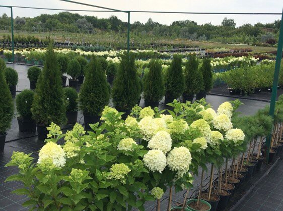 Sera ve bahçe ürünleri Питомник растений Отрадный Сад, Samarskaya oblastı, foto