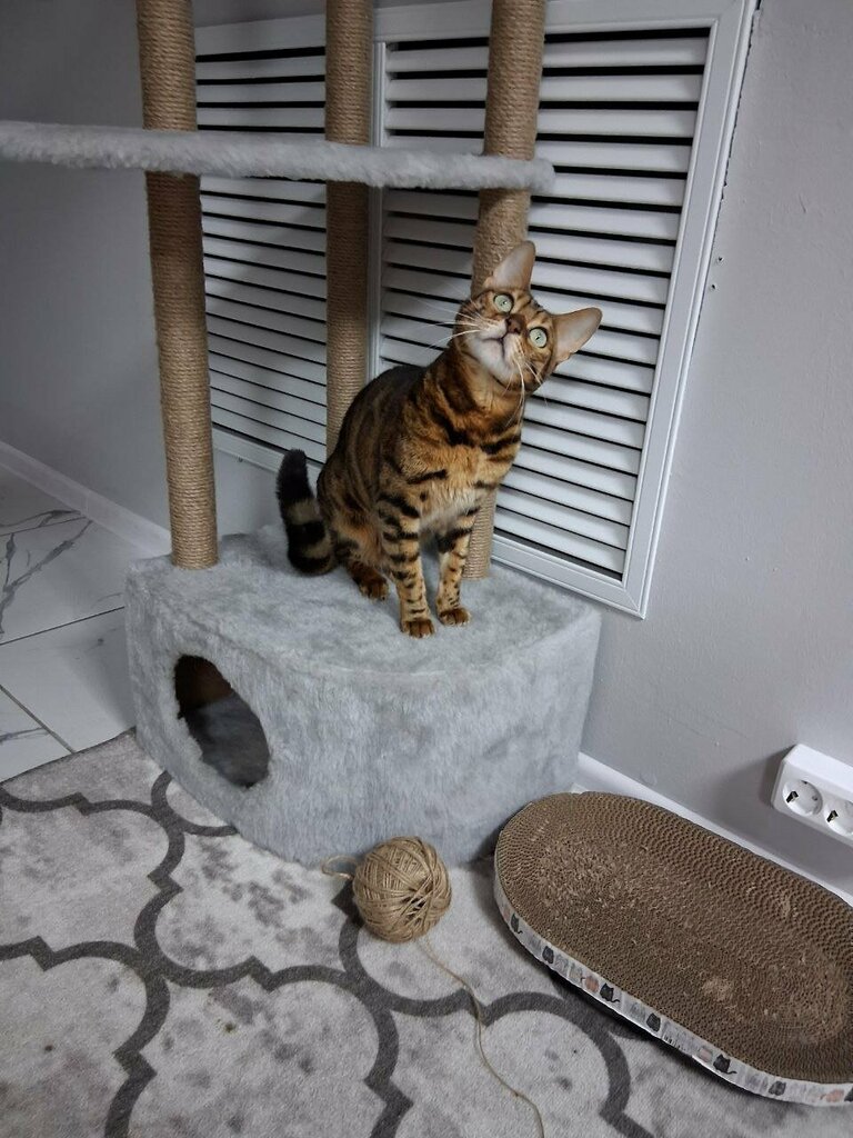 Pet otel Мурр-Лофт, Moskova, foto