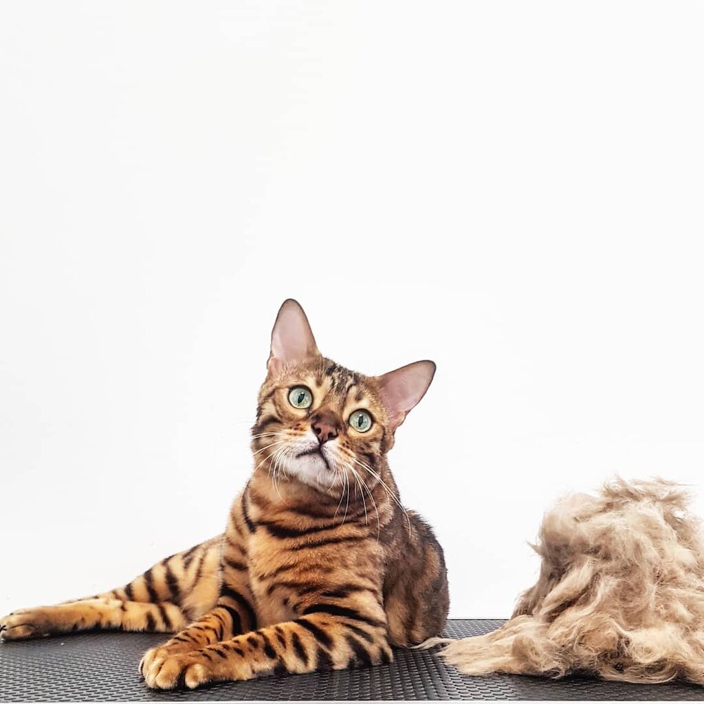 Evcil hayvan kuaförleri Груминг, Volgograd, foto