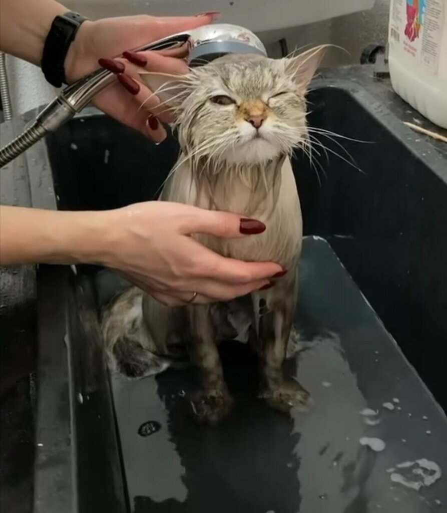 Evcil hayvan kuaförleri Груминг, Gomel, foto