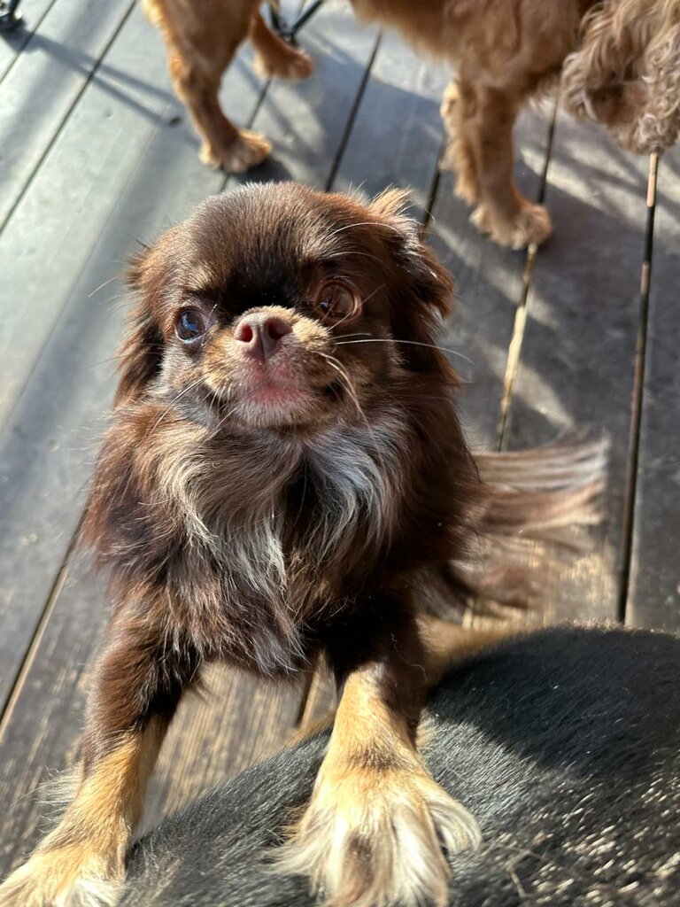 Hayvanat bahçesi merkezi Тандем, Riazanskaya oblastı, foto