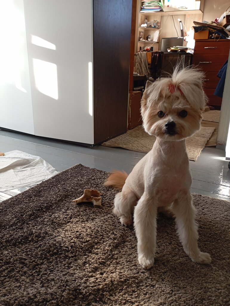 Evcil hayvan kuaförleri Sobusa Gavgona, Kazan, foto