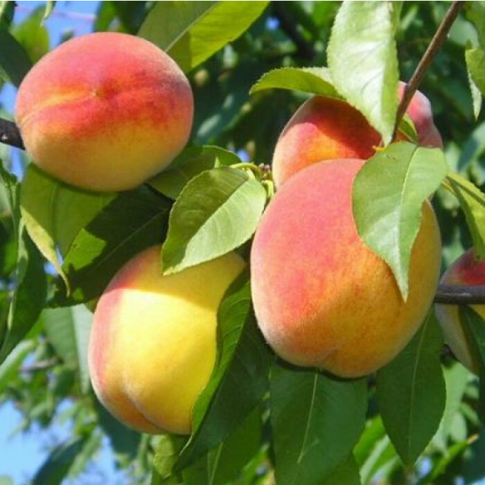 Tohum üretimi Sad mechty, Minskaya oblastı, foto