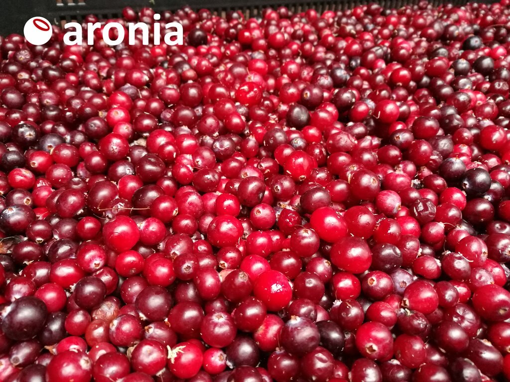 Tarım ürünleri firmaları Aroniya, Olonets, foto