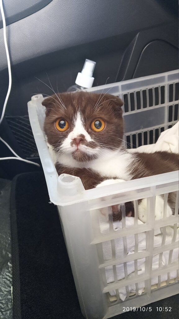 Veteriner klinikleri Clinic of Dr. Salikhov, Taşkent, foto