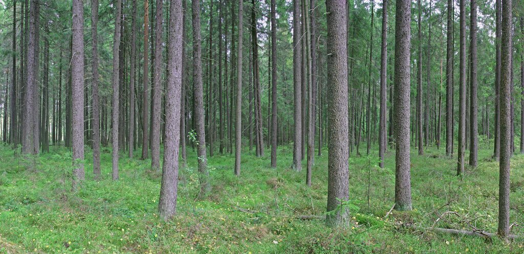 Doğa koruma alanı Государственный природный заказник Левашовский, Sestroretsk, foto