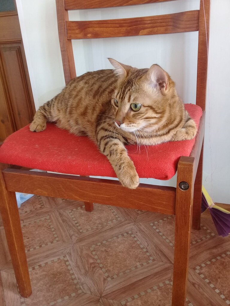 Pet otel Дом Чарли, Krasnodarski krayı, foto