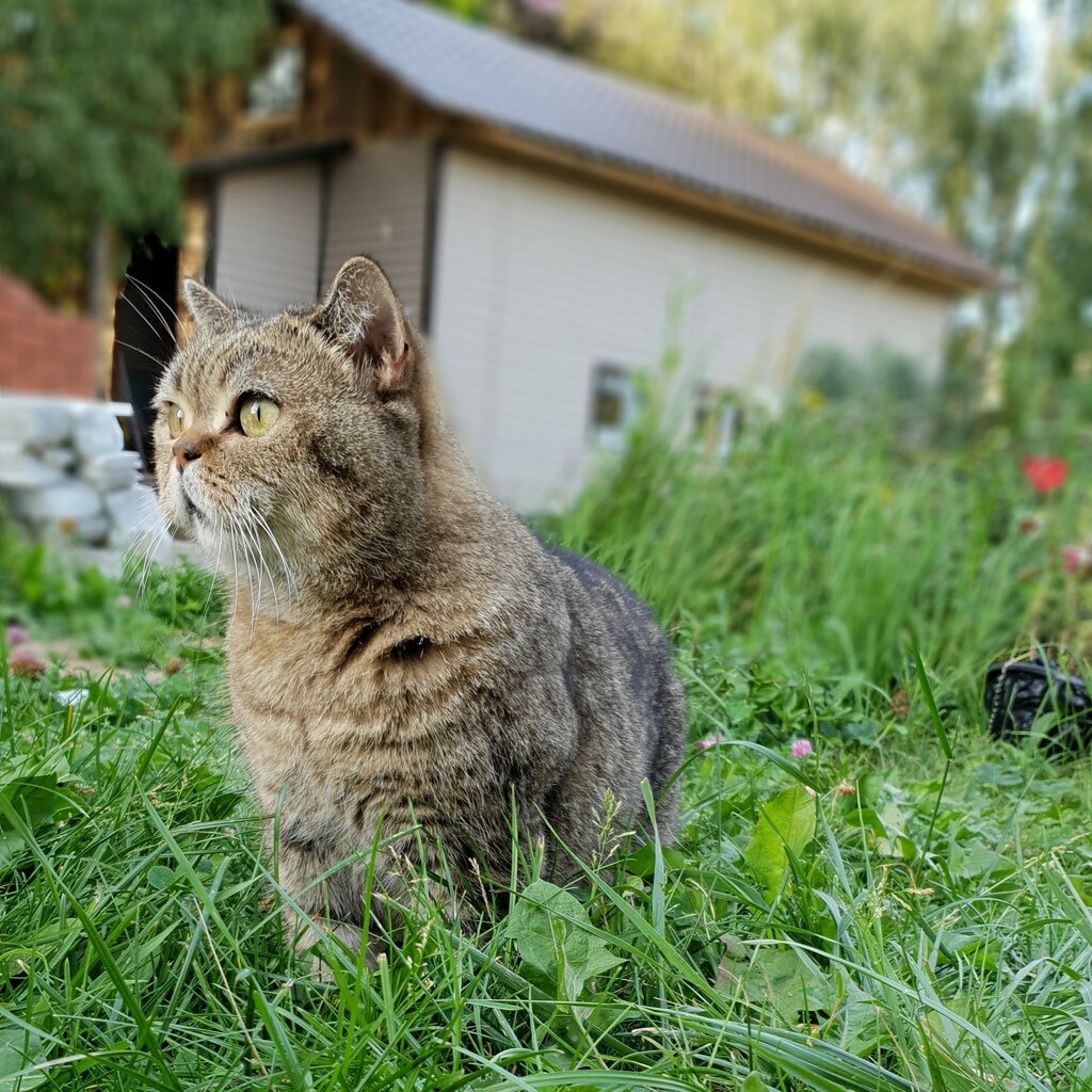Pet otel В гостях у Таси, Moskova ve Moskovskaya oblastı, foto