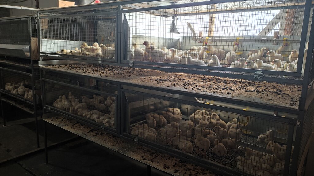 Kanatlı hayvan ürünleri ve yumurta Bogatyri, Kursk, foto