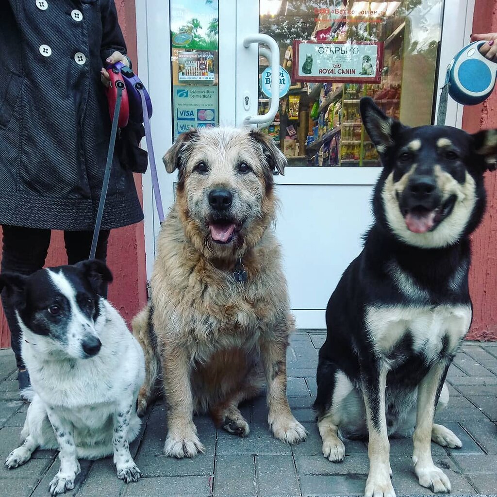 Veteriner klinikleri Dr. Bazylevsky Veterinary Center, Minsk, foto