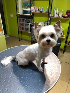 Evcil hayvan kuaförleri Grooming, Kırım Cumhuriyeti, foto