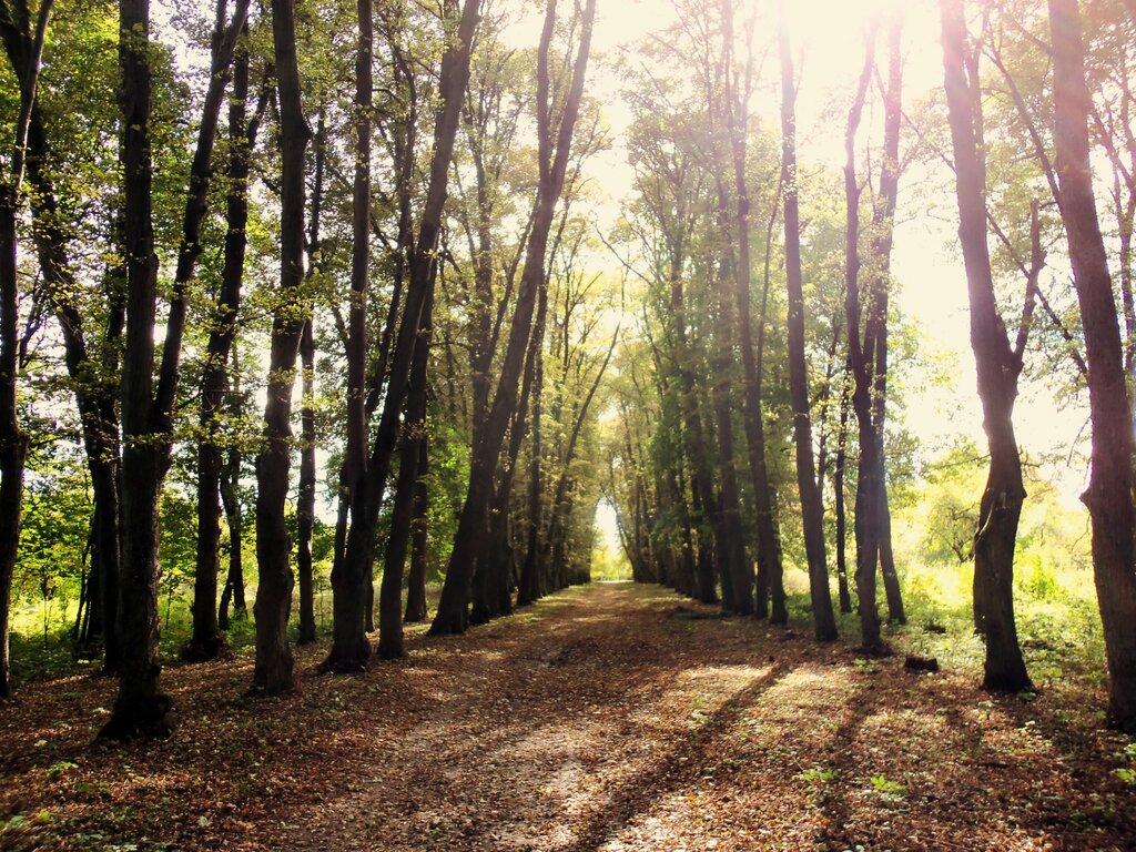 Kültür ve eğlence parkları Litynskyi park, Volyn oblastı, foto