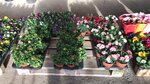Casoli Trading di Casoli Ponziano (Tuscany, Grosseto, Piazza Italia, 9), tarım makineleri, ekipmanlar
