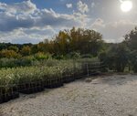 Garden Rosa D'Oriente (Abruzzo, Pescara, Via Val di Nora), çiçek teslimatı  Abruzzo'dan