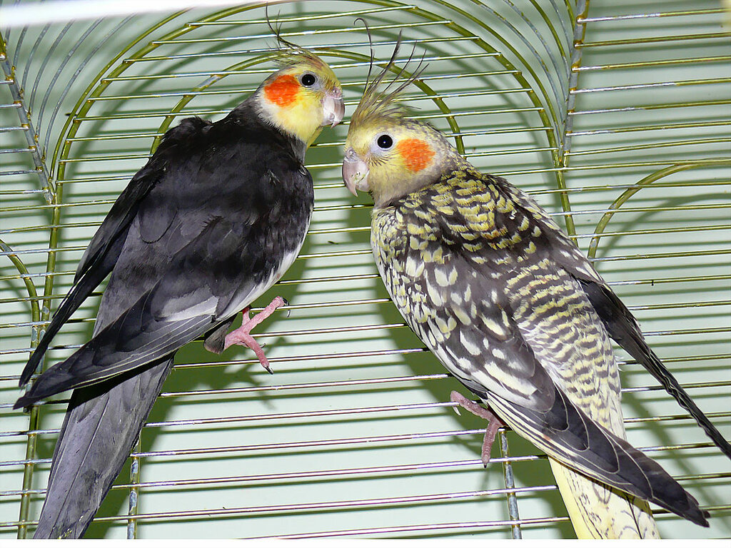 Petshop Mir jivoi prirodi, Tiumen, foto