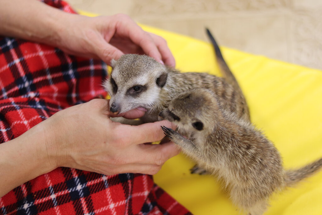 Antikafe Meerkats Friends, Ufa, foto