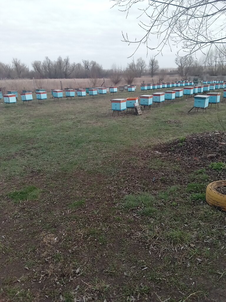 Bal ve arıcılık firmaları Пасека, Tataristan, foto