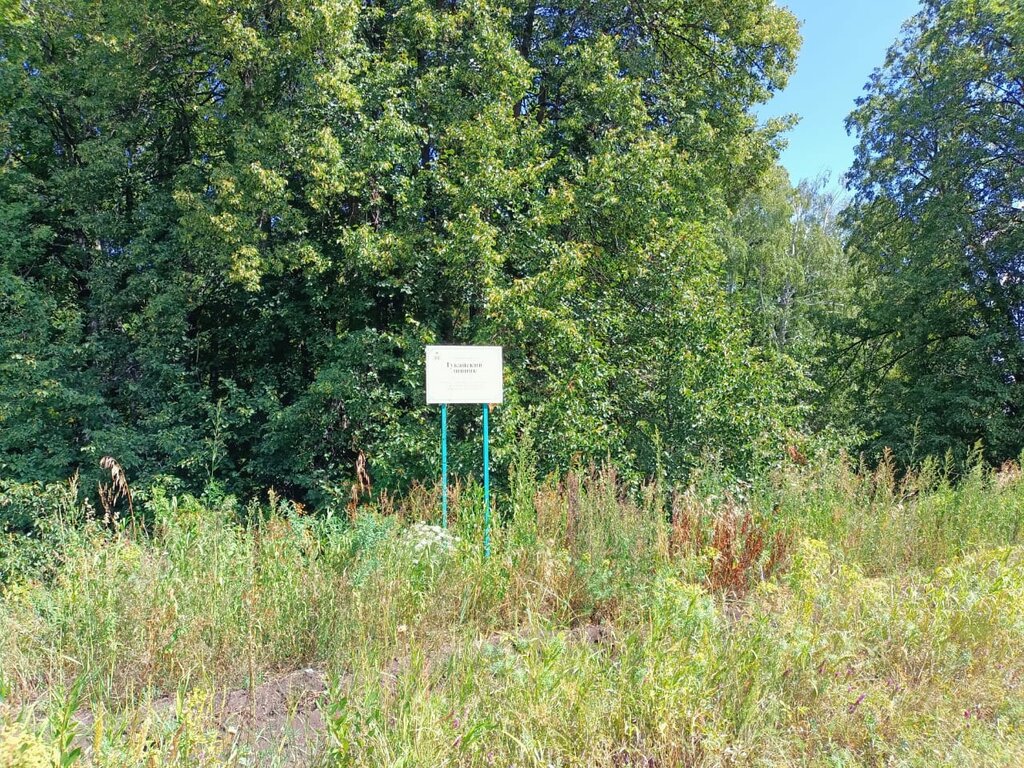 Doğa Тукайский липняк, Orenburgskaya oblastı, foto