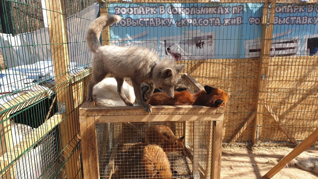 Hayvanat bahçeleri Живой уголок, Moskova, foto