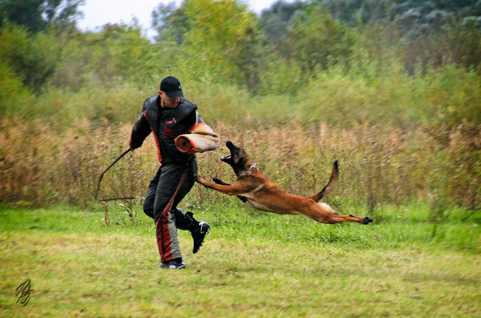 Köpek gezdirme alanları Школа дрессировки собак, Essentuky, foto