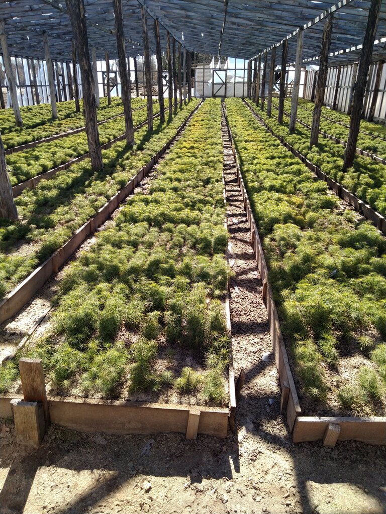 Ahşap endüstrisi Деревообрабатывающее предприятие, Belgorodskaya oblastı, foto