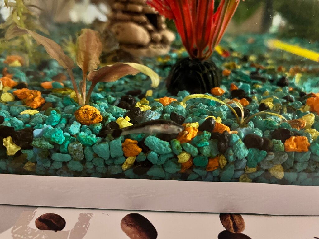 Petshop Zoomagazin Tsap-Tsarap, Tula, foto