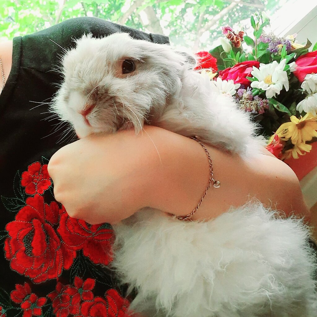 Pet otel Zoonannynatalya, Moskova, foto