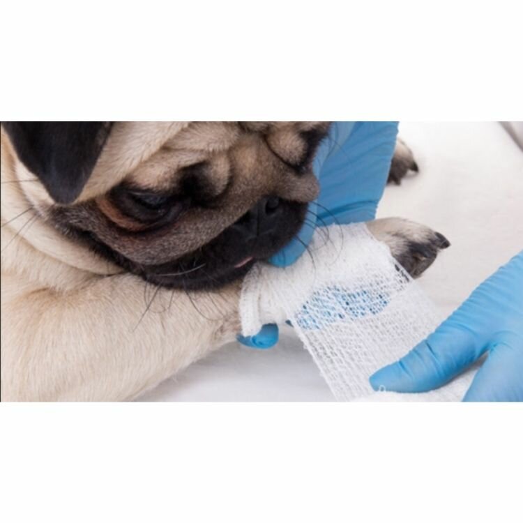 Veteriner klinikleri Veterinary, Bucaramanga, foto