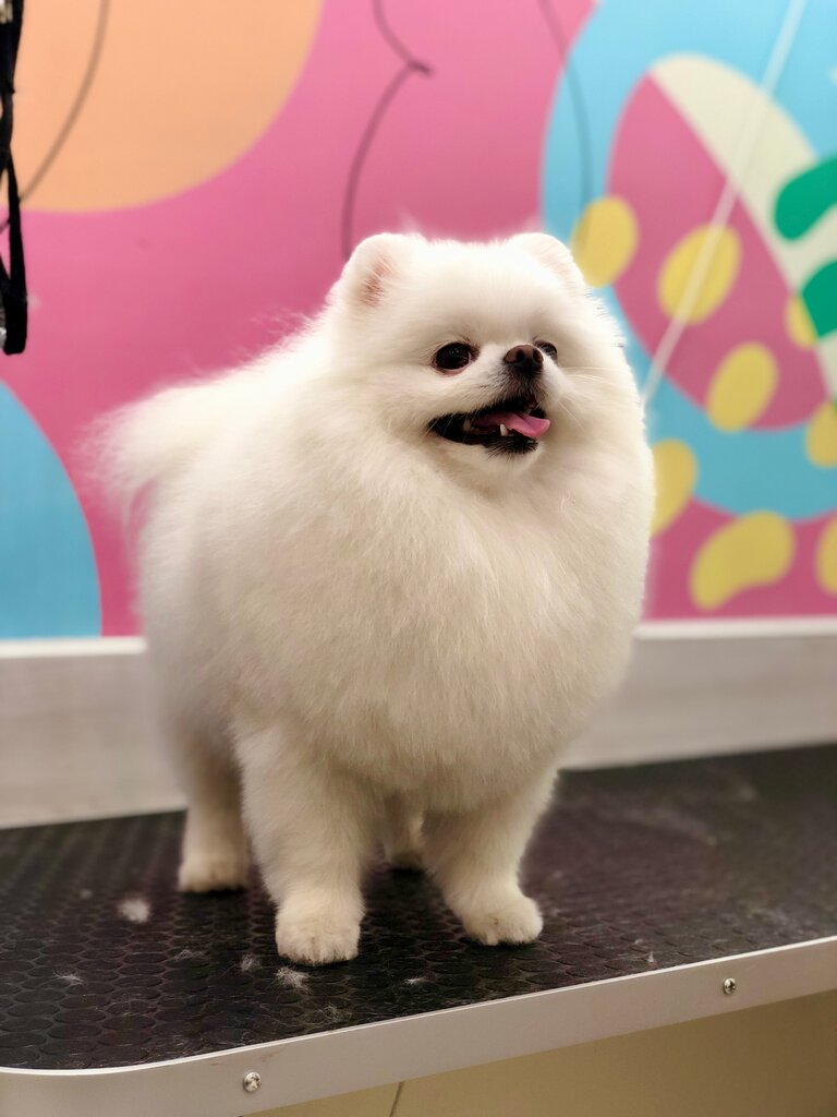 Evcil hayvan kuaförleri Usaty and Lohmaty, Moskova, foto