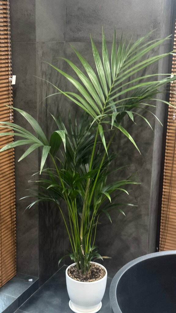 Teslimat noktası TopCvetok, Moskova, foto