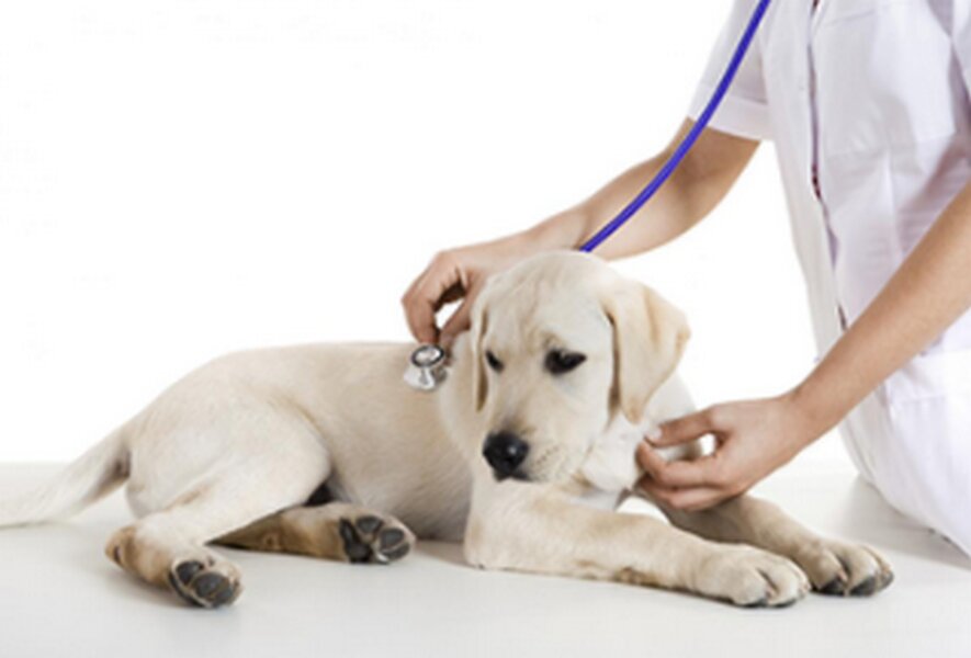Evcil hayvan yetiştiricileri Veterinární ambulance Choceň - MVDr. Iva Šírová, Pardubice Bölgesi, foto