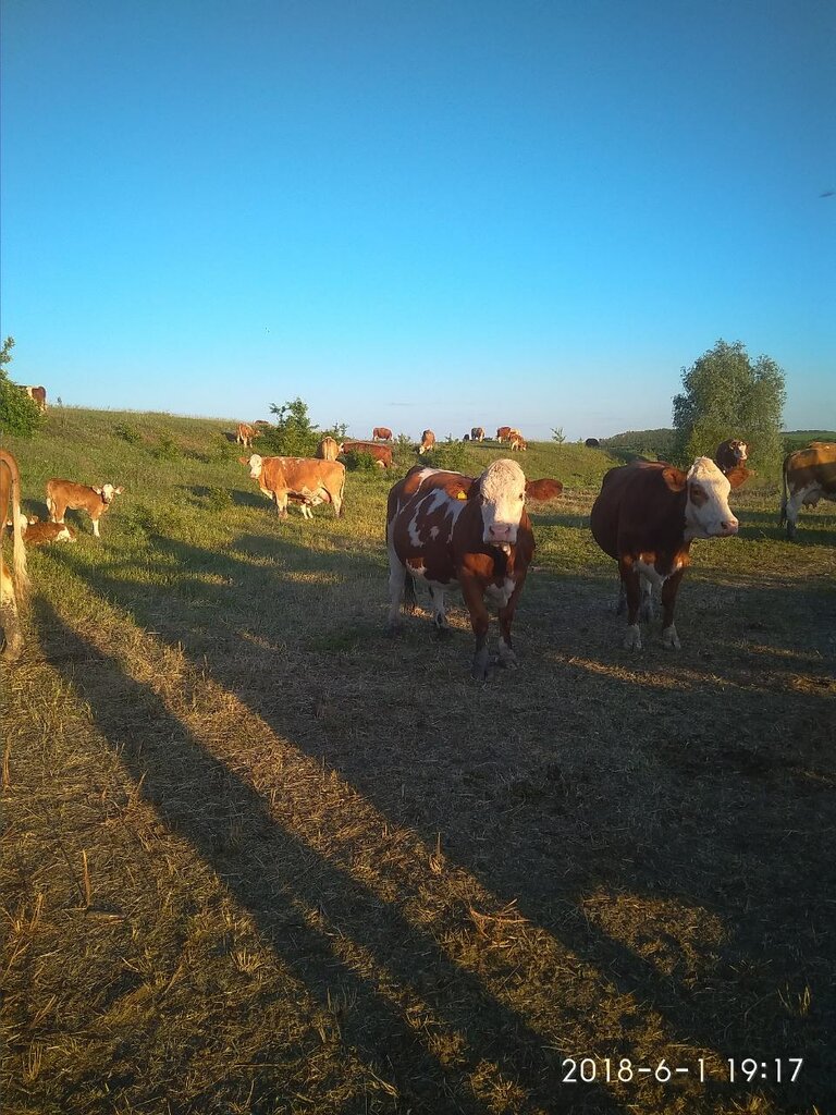 Hayvancılık Pobeda, Voronejskaya oblastı, foto