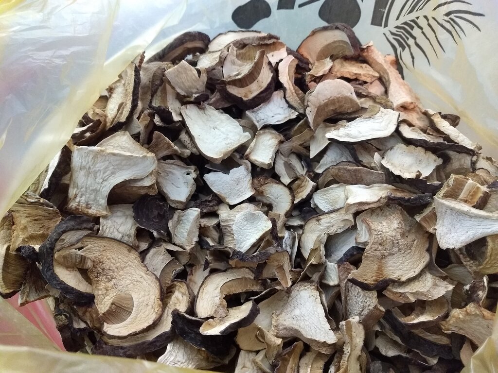 Mantar yetiştirme ve satış Белый-Гриб31, Belgorod, foto