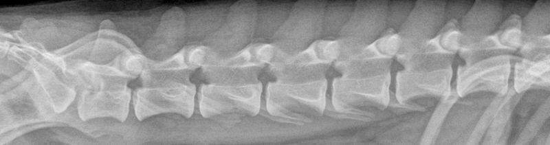 Veteriner klinikleri Dierenarts Meemortel De, Dünya, foto