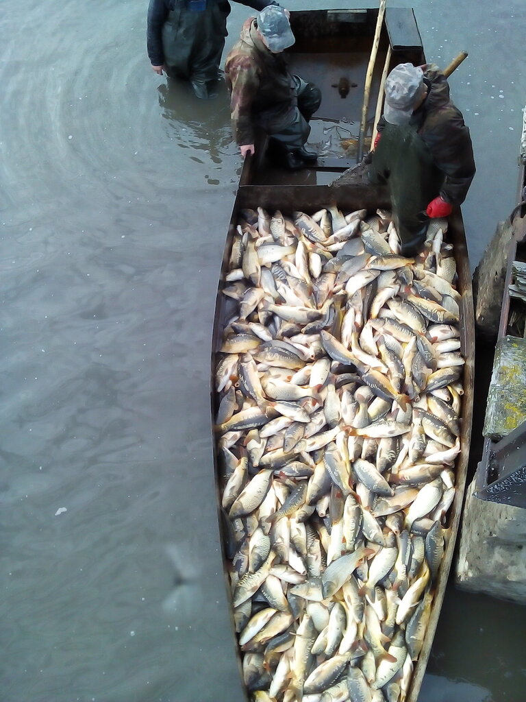 Tarım ürünleri firmaları Live Fish And Fry, Kurskaya oblastı, foto