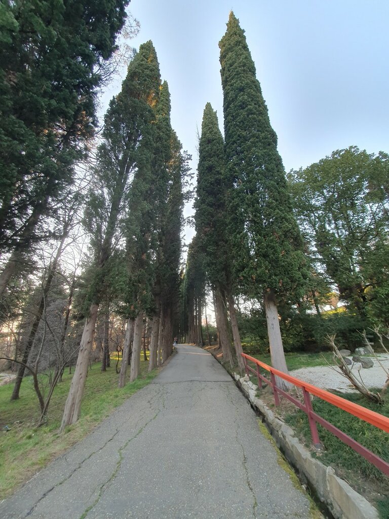 Doğa Кипарисовая аллея, Soçi, foto