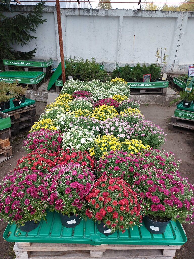 Bahçecilik mağazaları Садовый центр Ома, Vitebsk, foto