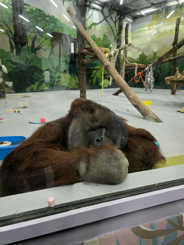 Hayvanat bahçeleri Тропический рай и страна обезьян, Perm, foto
