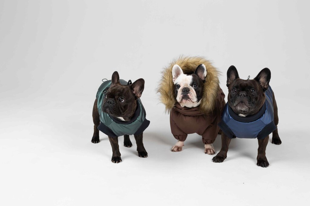 Evcil hayvanlar için ürünler Bimdog, İvanovo, foto