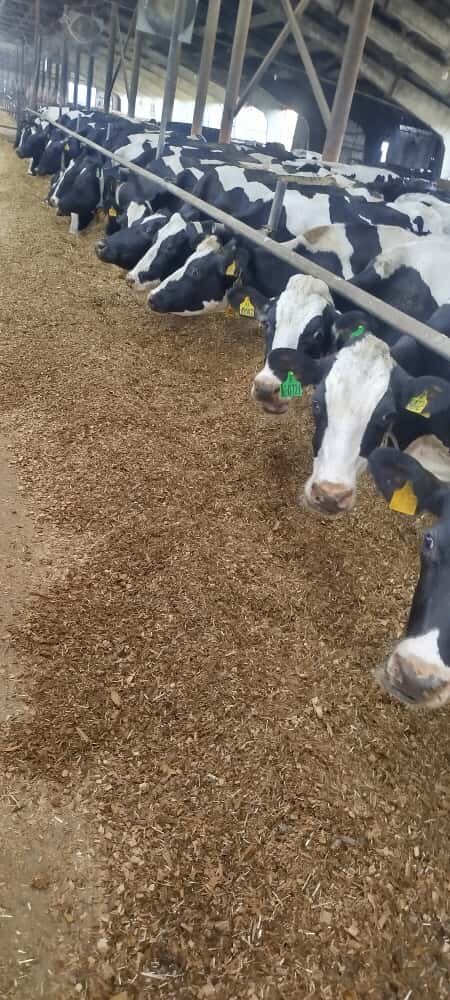 Tarım firmaları Молочно-товарная ферма № 6, Krasnodarski krayı, foto