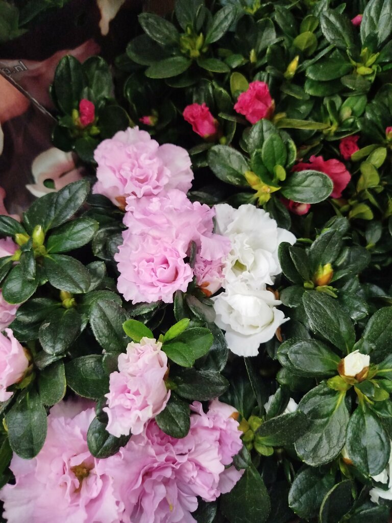 Çiçekçiler Mk flowers, Himki, foto