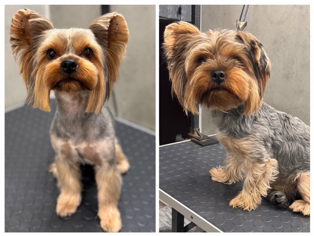 Evcil hayvan kuaförleri Dom Sandro, Samara, foto