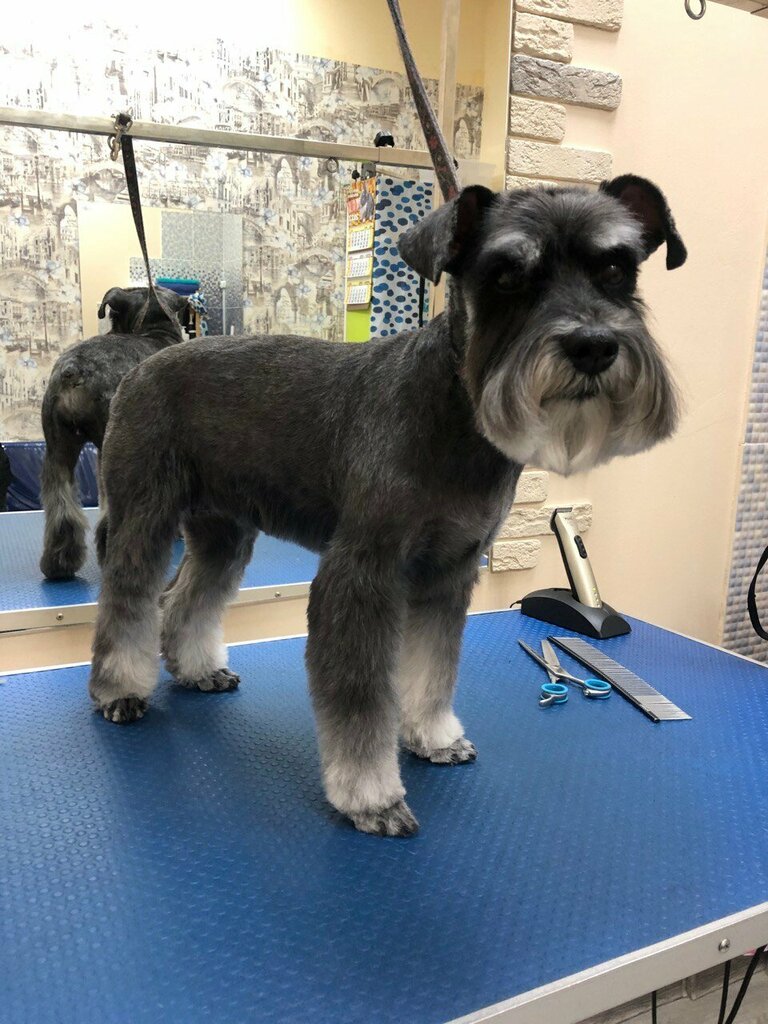 Hayvanat bahçesi merkezi Груминг-студия, Moskova, foto