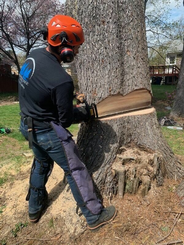 Gardner Tree Service, christmas trees and christmas decorations, United ...