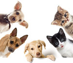 Zootovary (Pervomayskaya Street No:33), petshop  Dolgoprudny'den