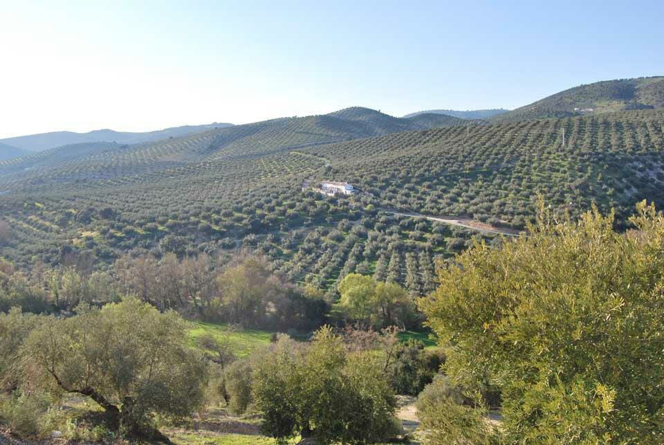 Market CardeOliva, Endülüs, foto