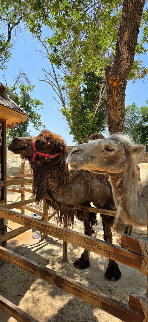 Panorama: Magic Safari, zoo, Tashkent, Yangihayot District, Citizen ...