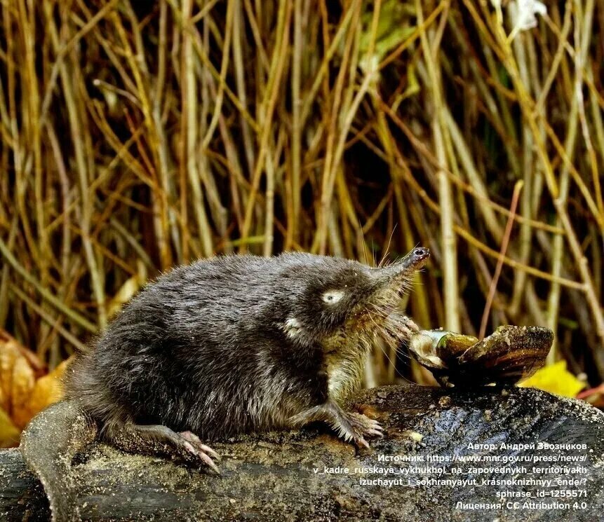 Rusya’nın vahşi hayvanları Русская выхухоль, Voronejskaya oblastı, foto